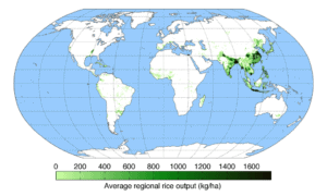 Wheat vs Rice Map: Where Is Each Grown In The World