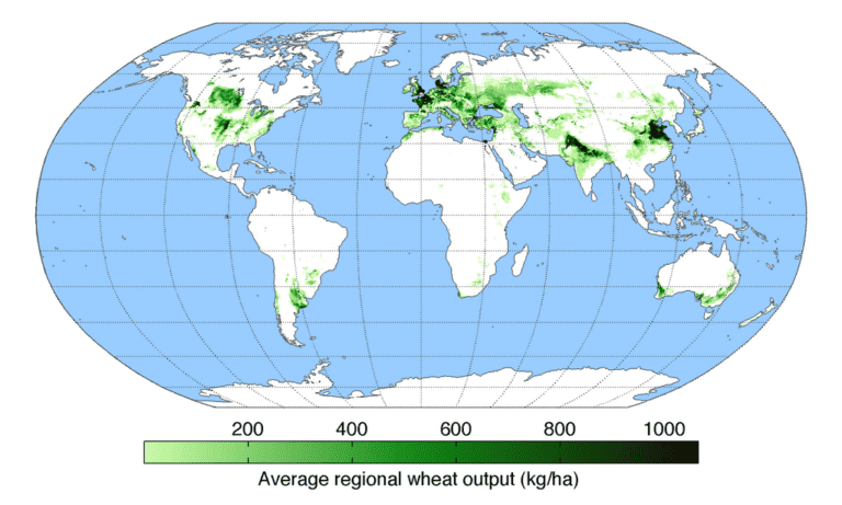 Wheat vs Rice Map: Where Is Each Grown In The World